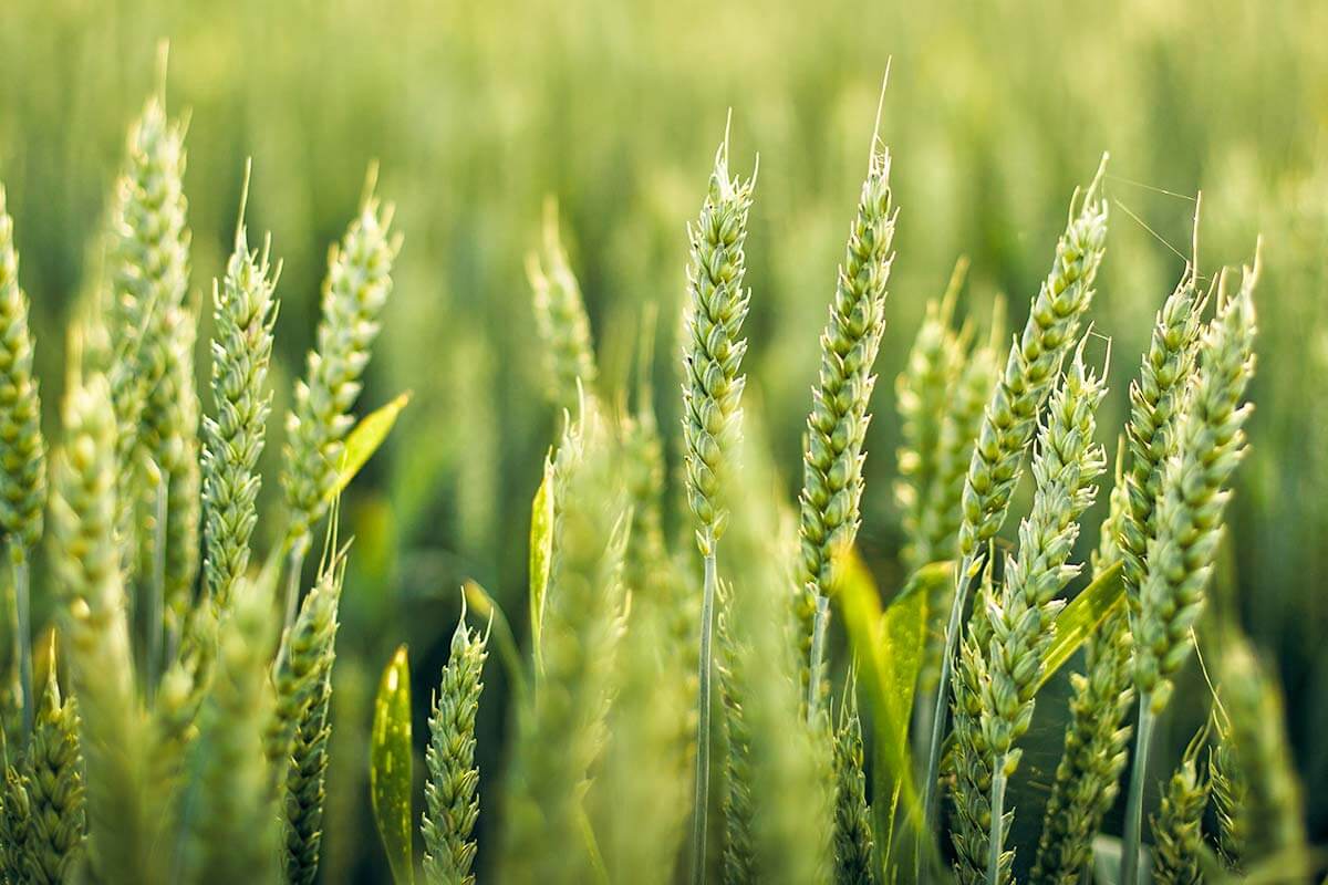 Organic Fertilizers | Why using organic is better for the soil